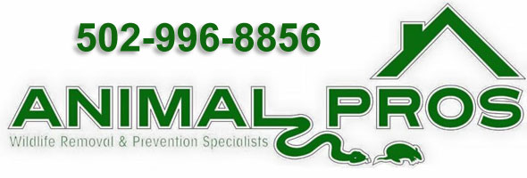 Free Louisville KY Wildlife Control Animal Removal Kentucky