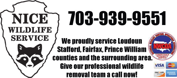 Front Royal Wildlife Control Company, Warren County VA - Wildlife Removal