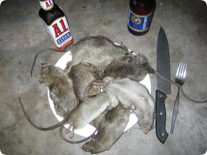 Eating Rats For Dinner Eating Rats For Dinner