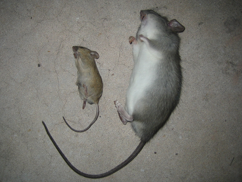 Rat Photograph Gallery Pictures Images